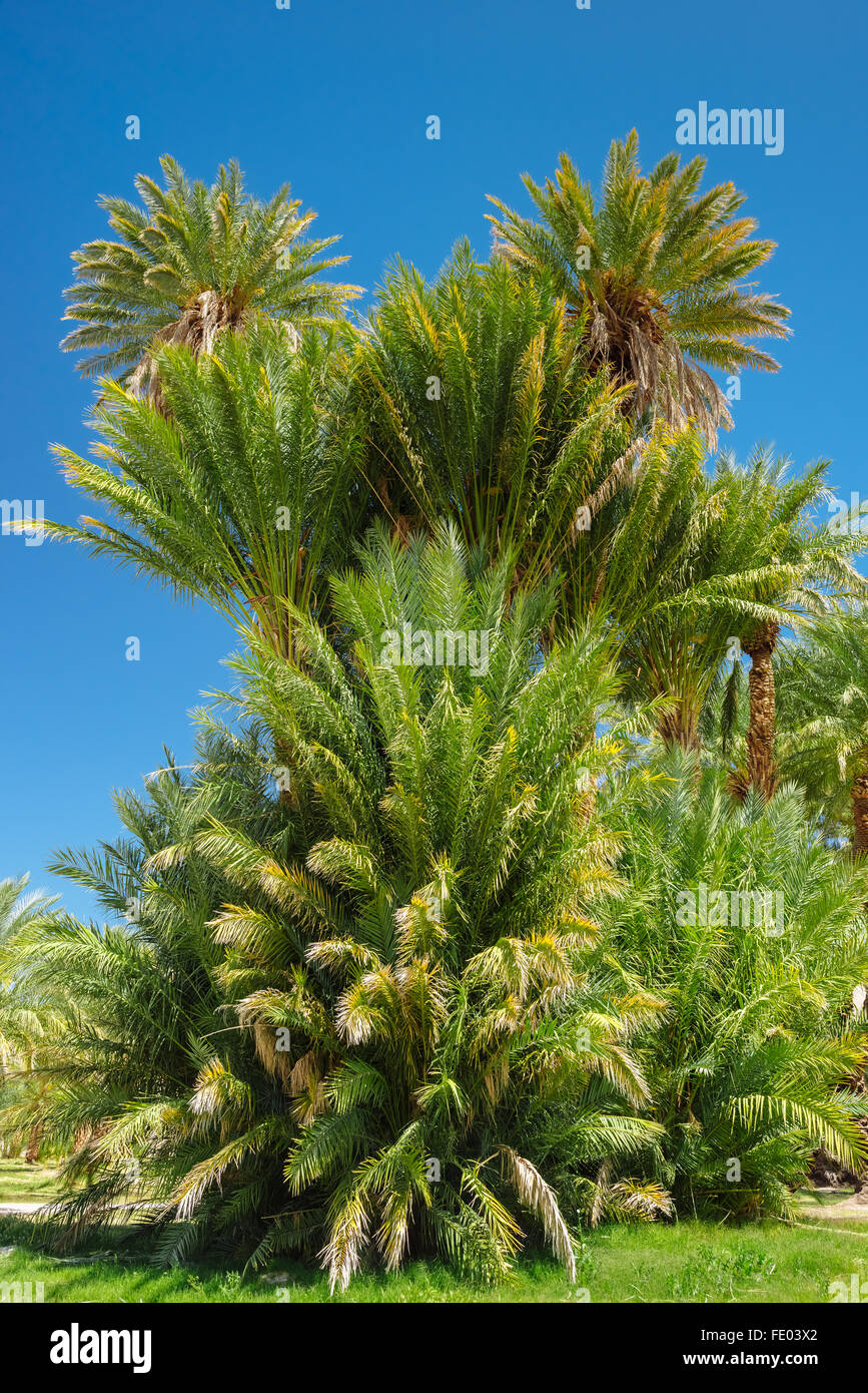 Date palm trees at China Ranch Date Farm, near Tecopa, California Stock ...