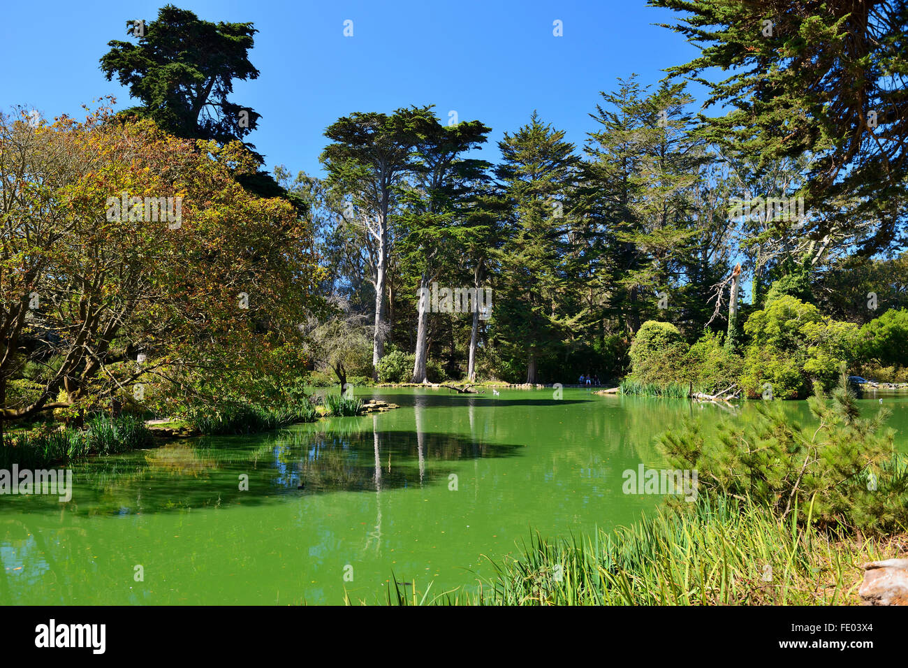 Stow Lake in Golden Gate Park, San Francisco, California, USA Stock ...