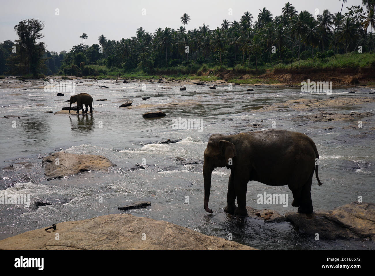 Elephant handler at Pinnawala Elephant Orphanage Stock Photo - Alamy