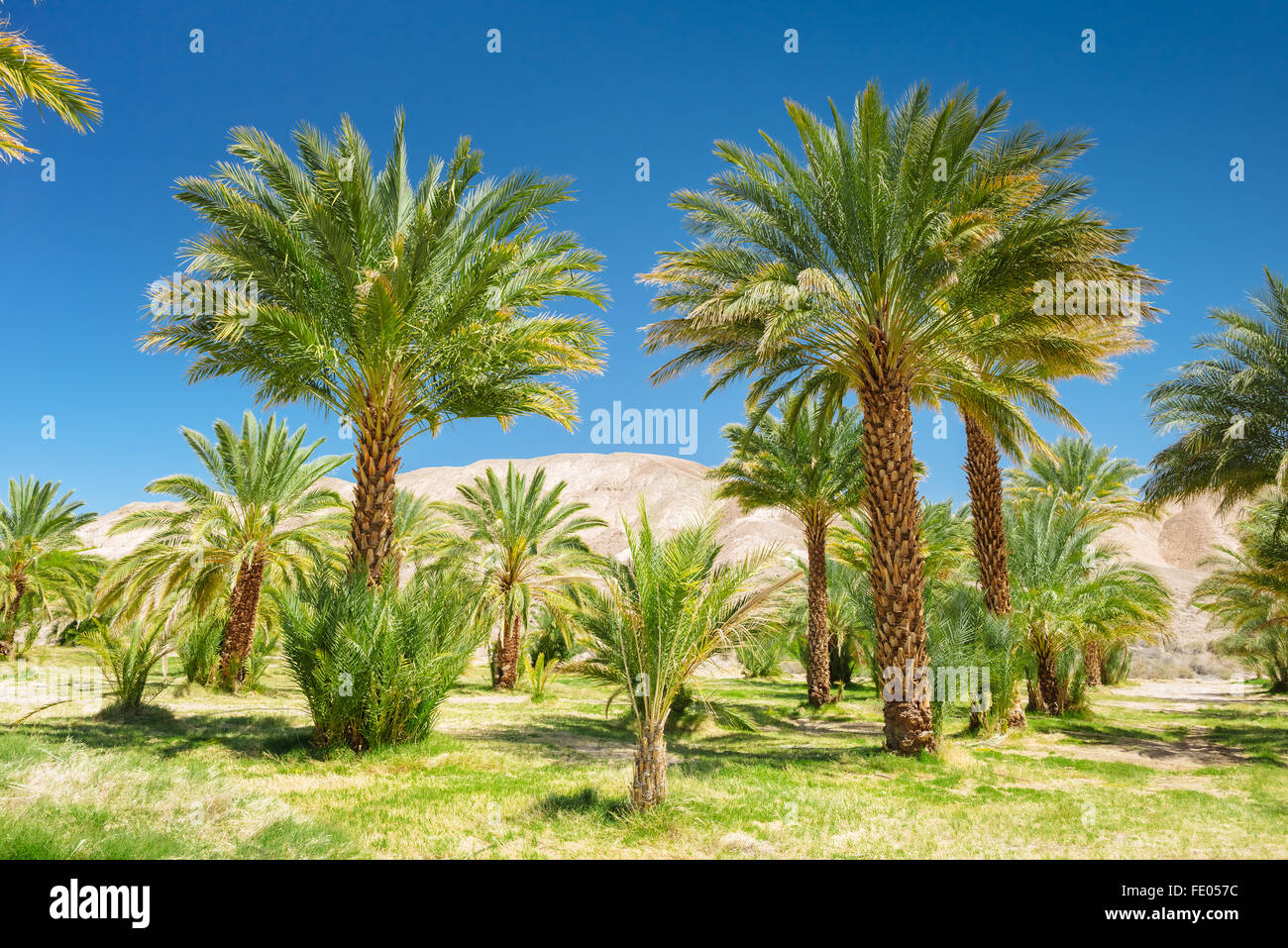 Date palm trees at China Ranch Date Farm, near Tecopa, California Stock ...