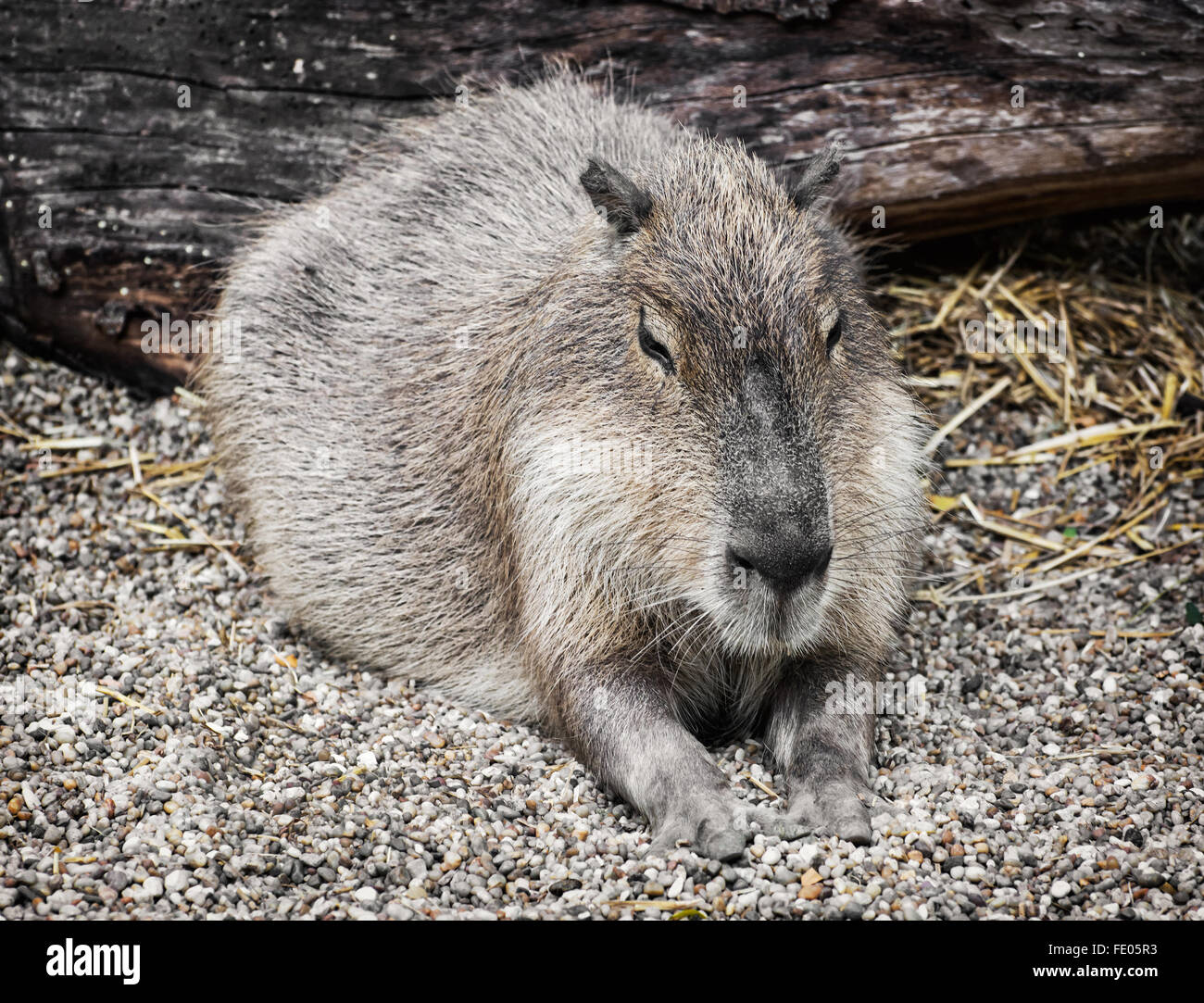 Capybara (Hydrochoerus hydrochaeris) is a large rodent of the genus ...