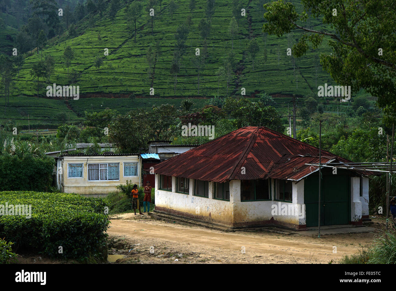 Tea Estate Sri Lanka High Resolution Stock Photography and Images - Alamy