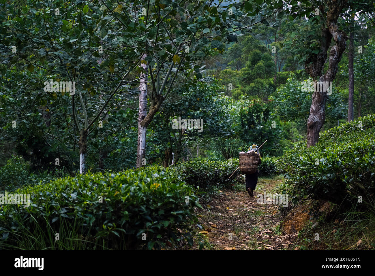 Tea estate in Nuwara Eliya District, Sri Lanka Stock Photo - Alamy