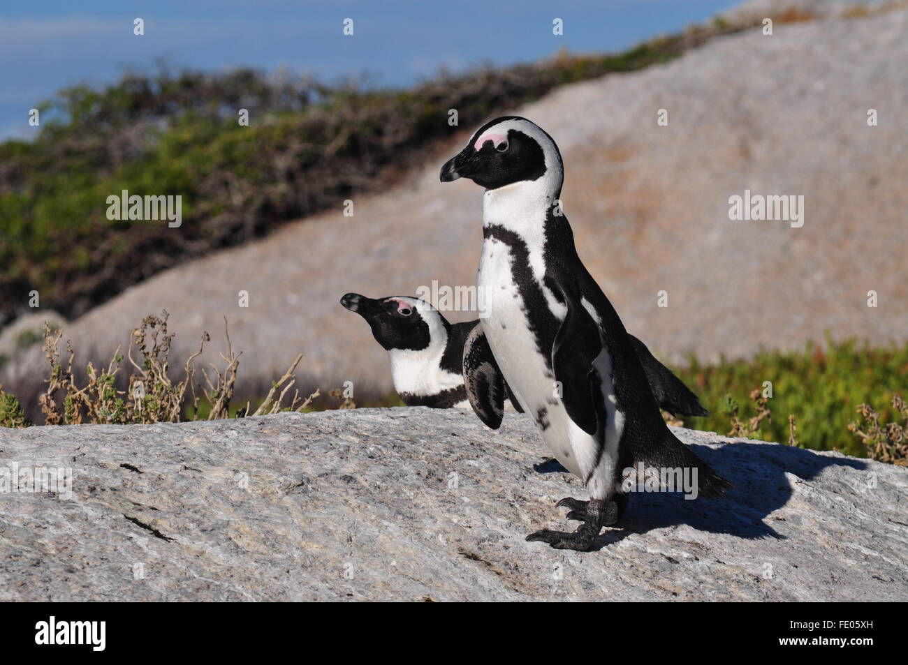 Two animals standing on rock hi-res stock photography and images - Alamy