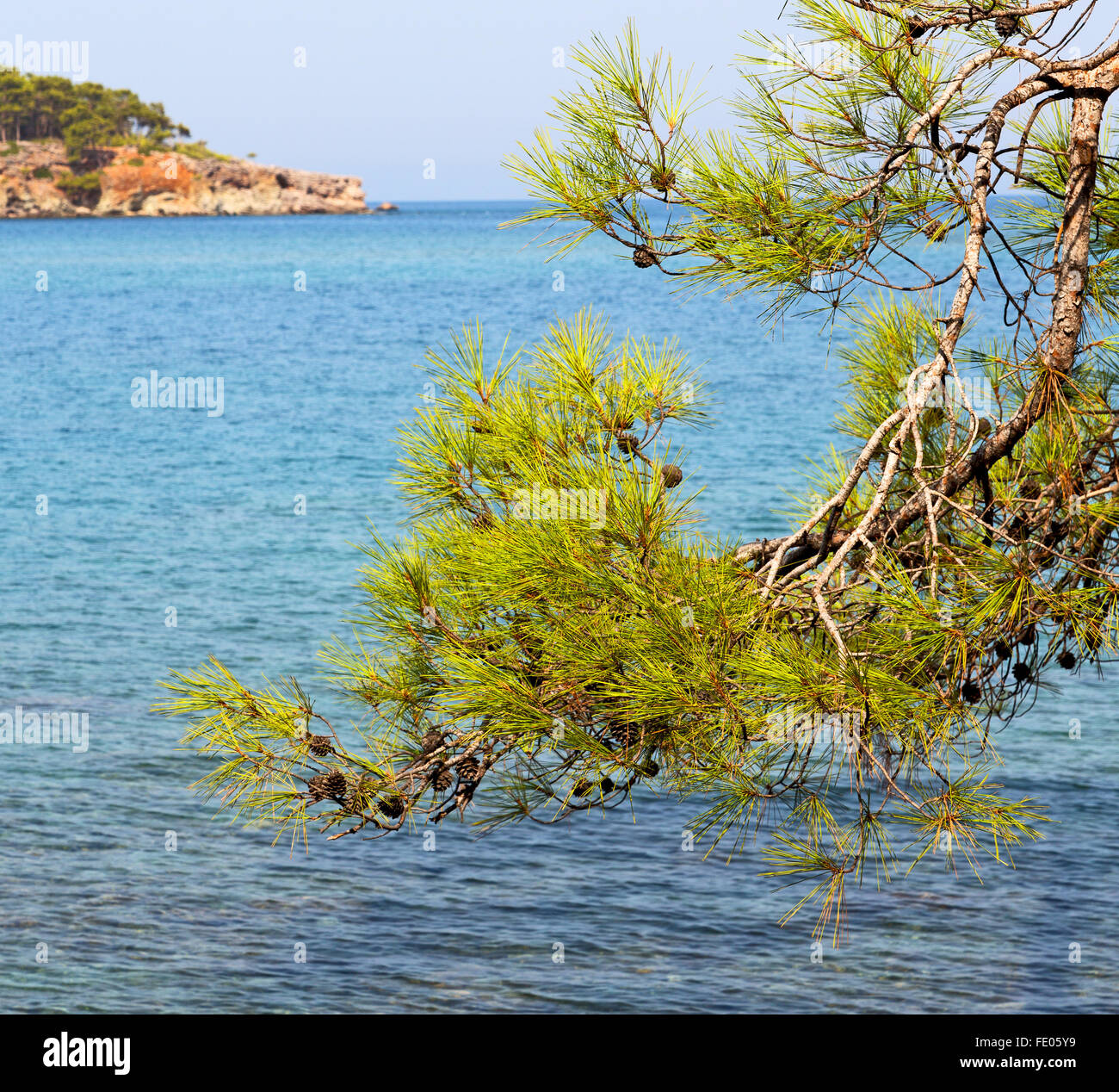in the mediterranean see turkey europe pine plant and tree Stock Photo ...