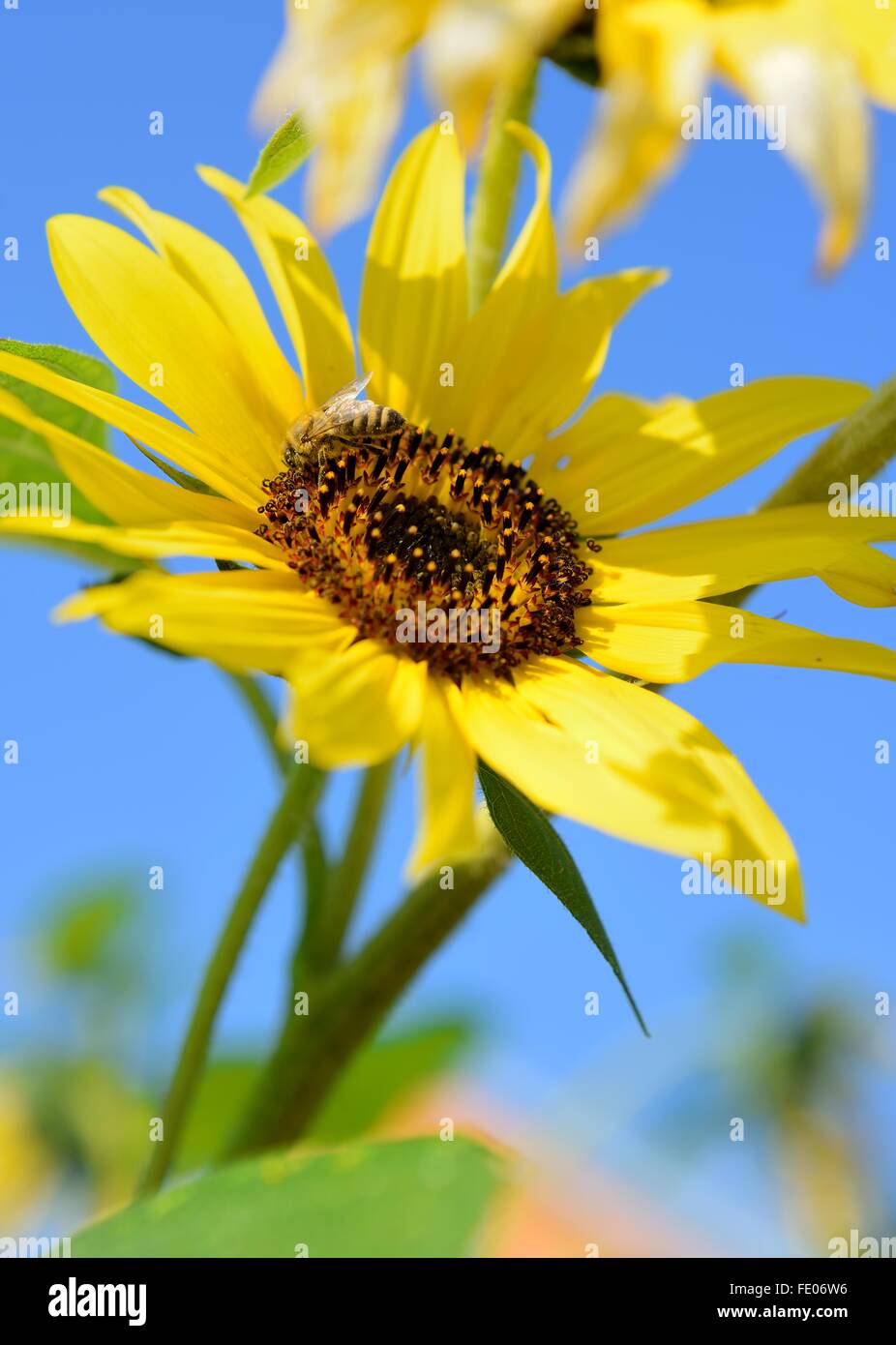 Sunflower with bee with sky background Stock Photo - Alamy
