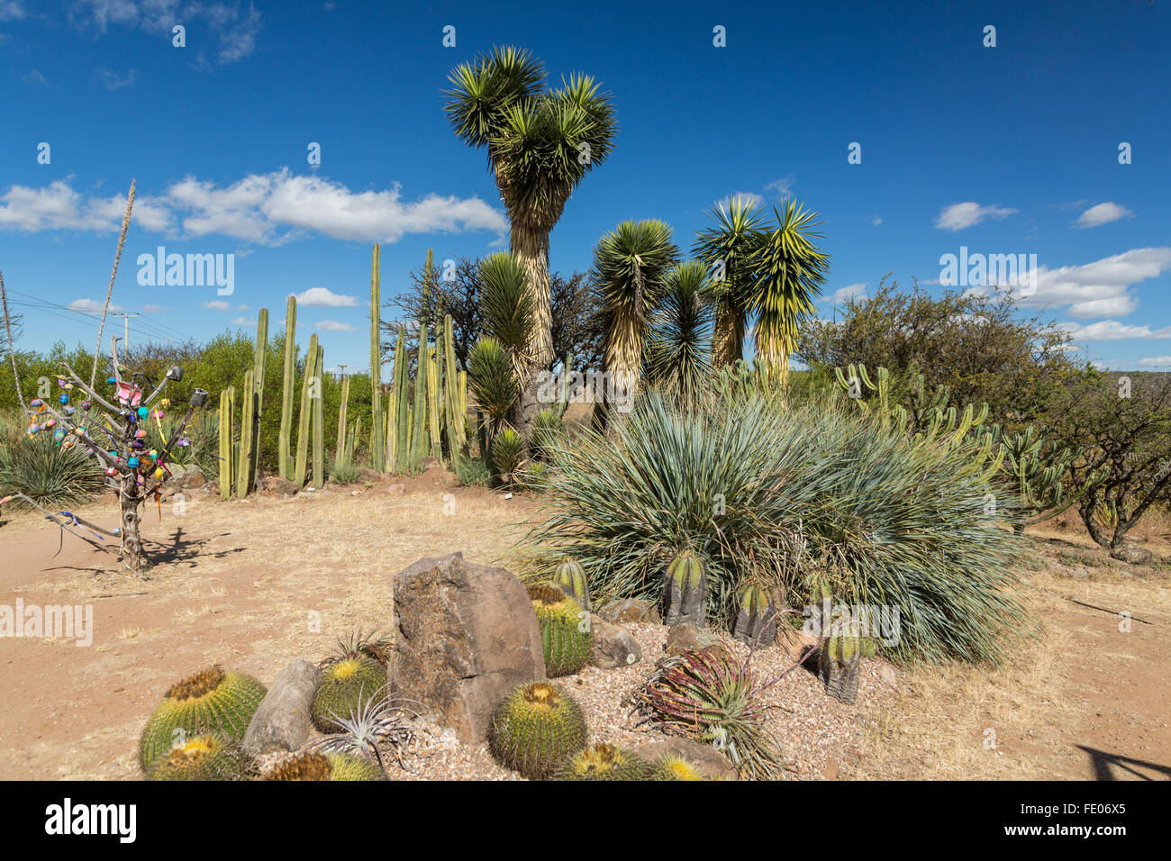 El charco del ingenio botanical garden hi-res stock photography and ...