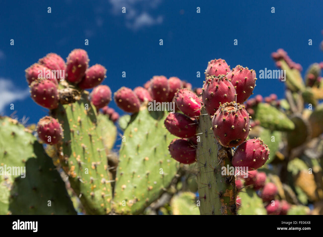 Prickly pear cactus growing in the El Charco del Ingenio Botanical ...