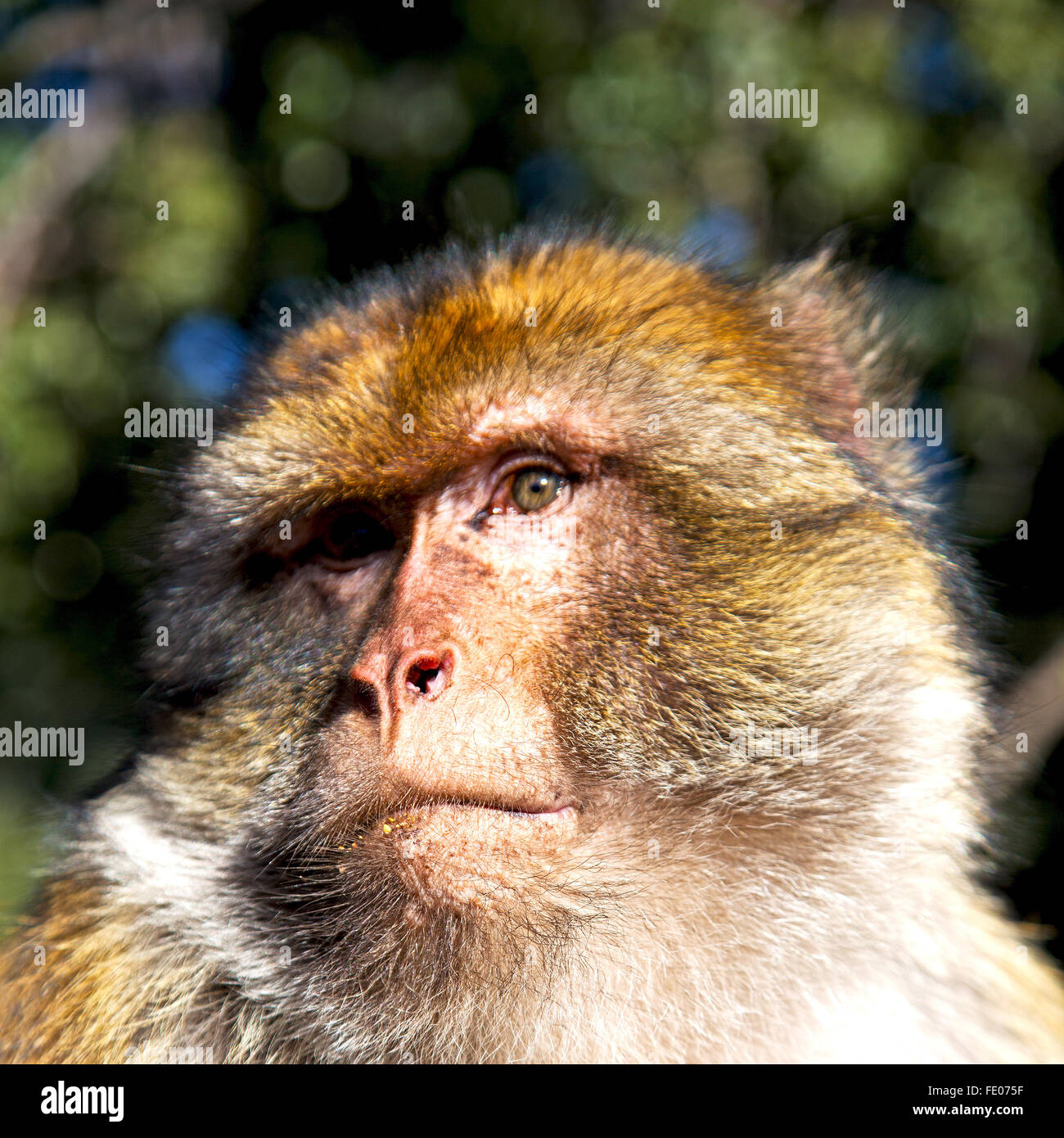 old monkey in africa morocco and natural background fauna close up ...