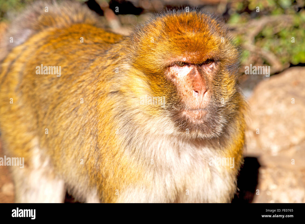 old monkey in africa morocco and natural background fauna close up ...