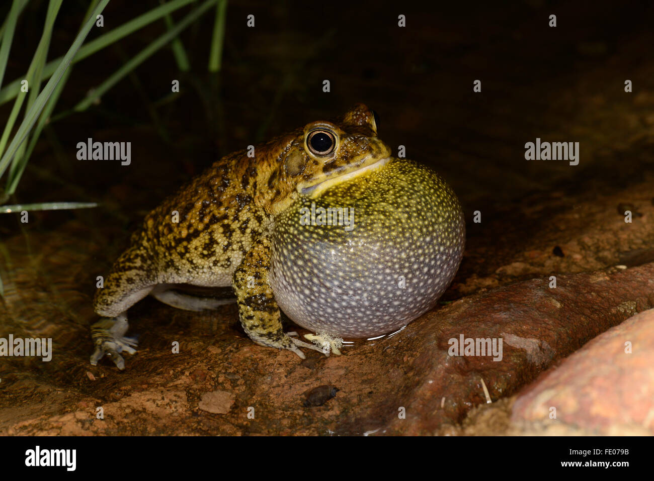 Throat sack hi-res stock photography and images - Alamy