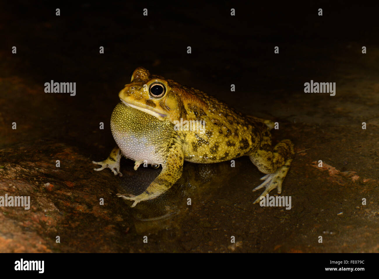 Olive Toad (Amietophrynus garmani) standing in water, male calling with ...