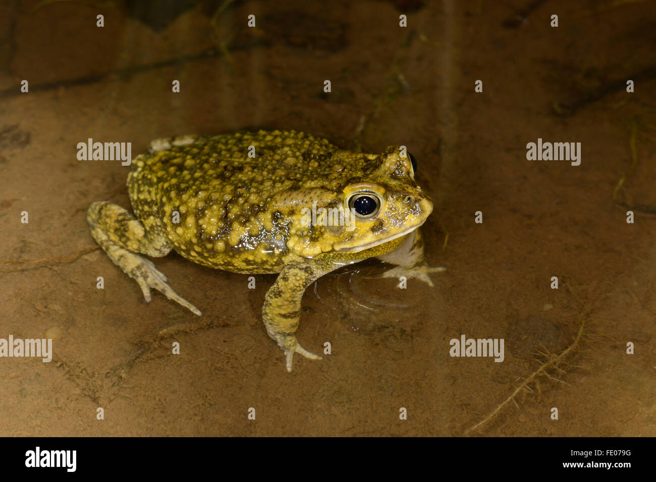 Lusaka water hi-res stock photography and images - Alamy