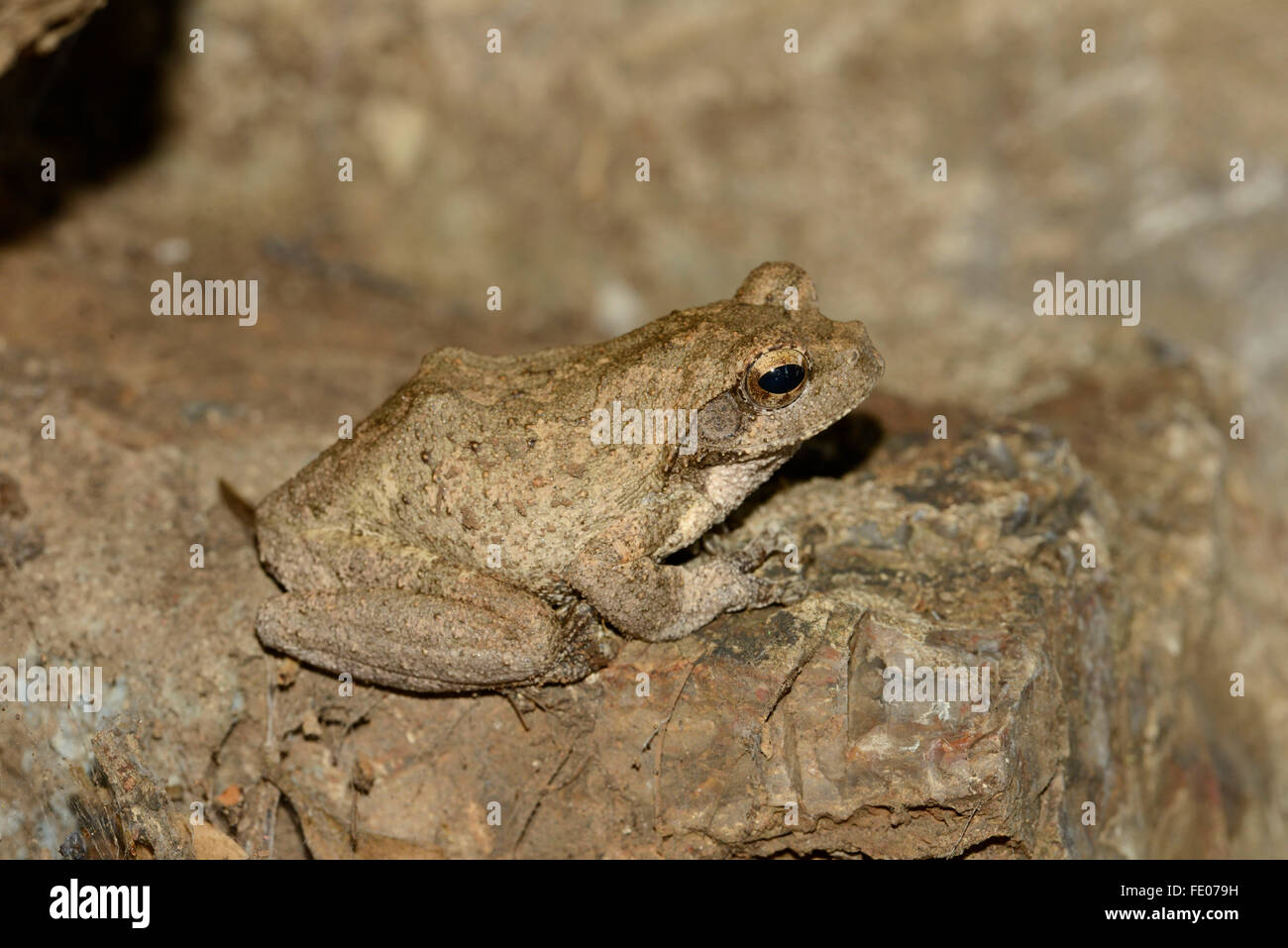 Southern Foam-nest Frog (Chiromantis xerampelina) sitting on rock ...