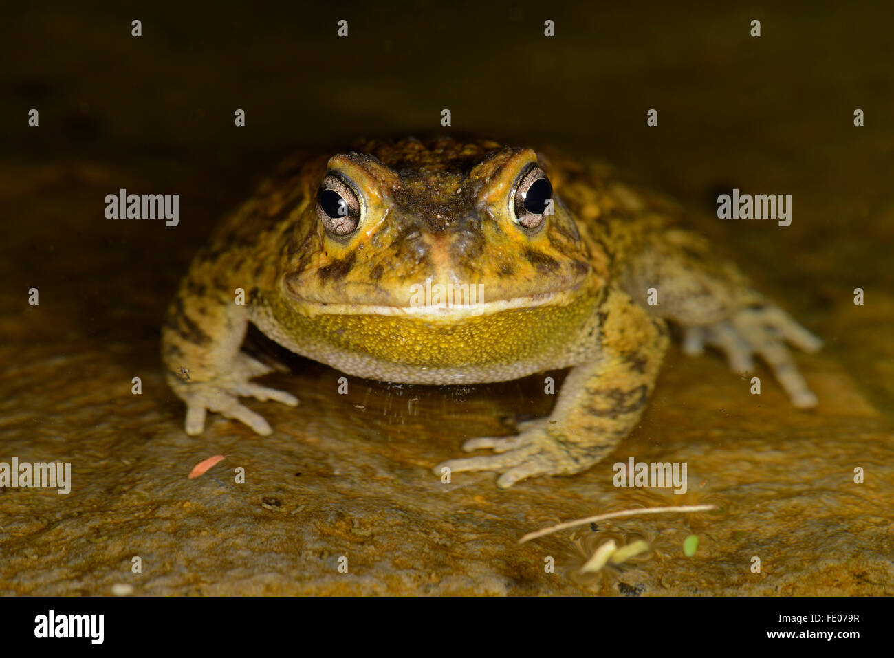 Lusaka water hi-res stock photography and images - Alamy