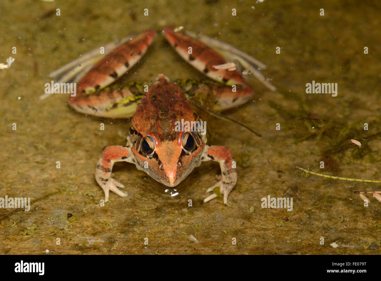Sharp-nosed Rocket Frog (Ptychadena oxyrhynchus) Lusaka, Zambia ...