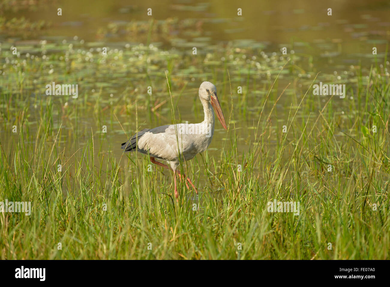 Asian Openbill Stork (Anastomus oscitans) wading through vegetation at ...