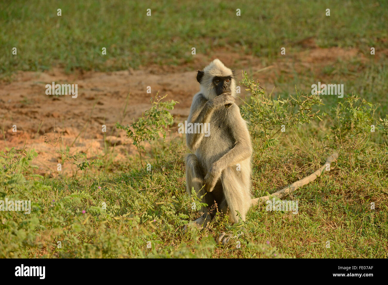 Tufted Gray Langur (Semnopithecus priam) sitting on the ground, Yala ...
