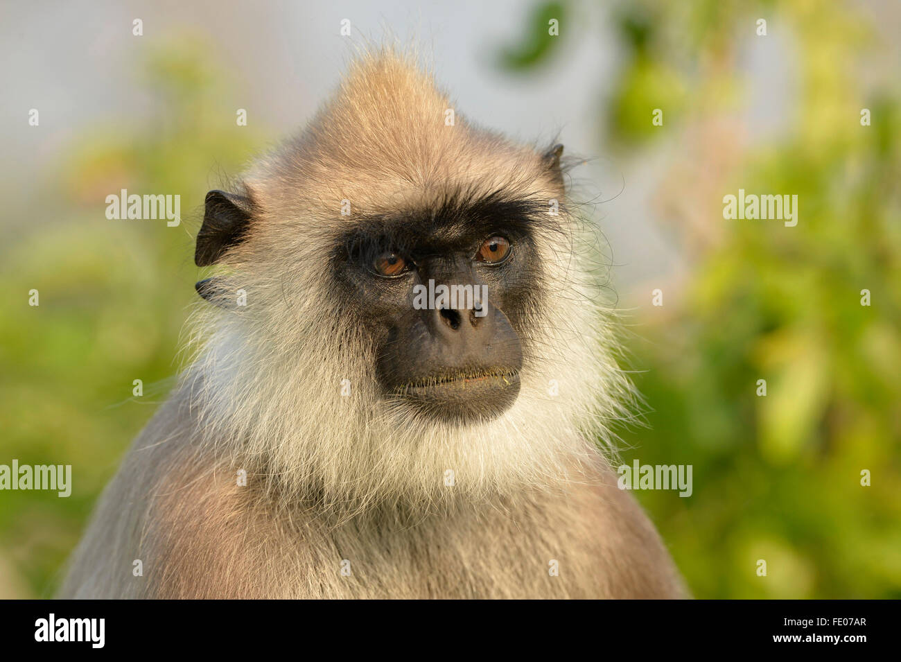Tufted Gray Langur (Semnopithecus priam) portrait, Yala National Park ...