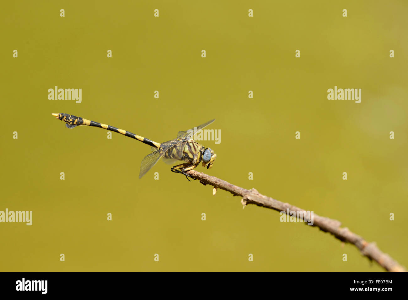 Common African Tigertail Dragonfly (Ictinogomphus, ferox) perched on ...
