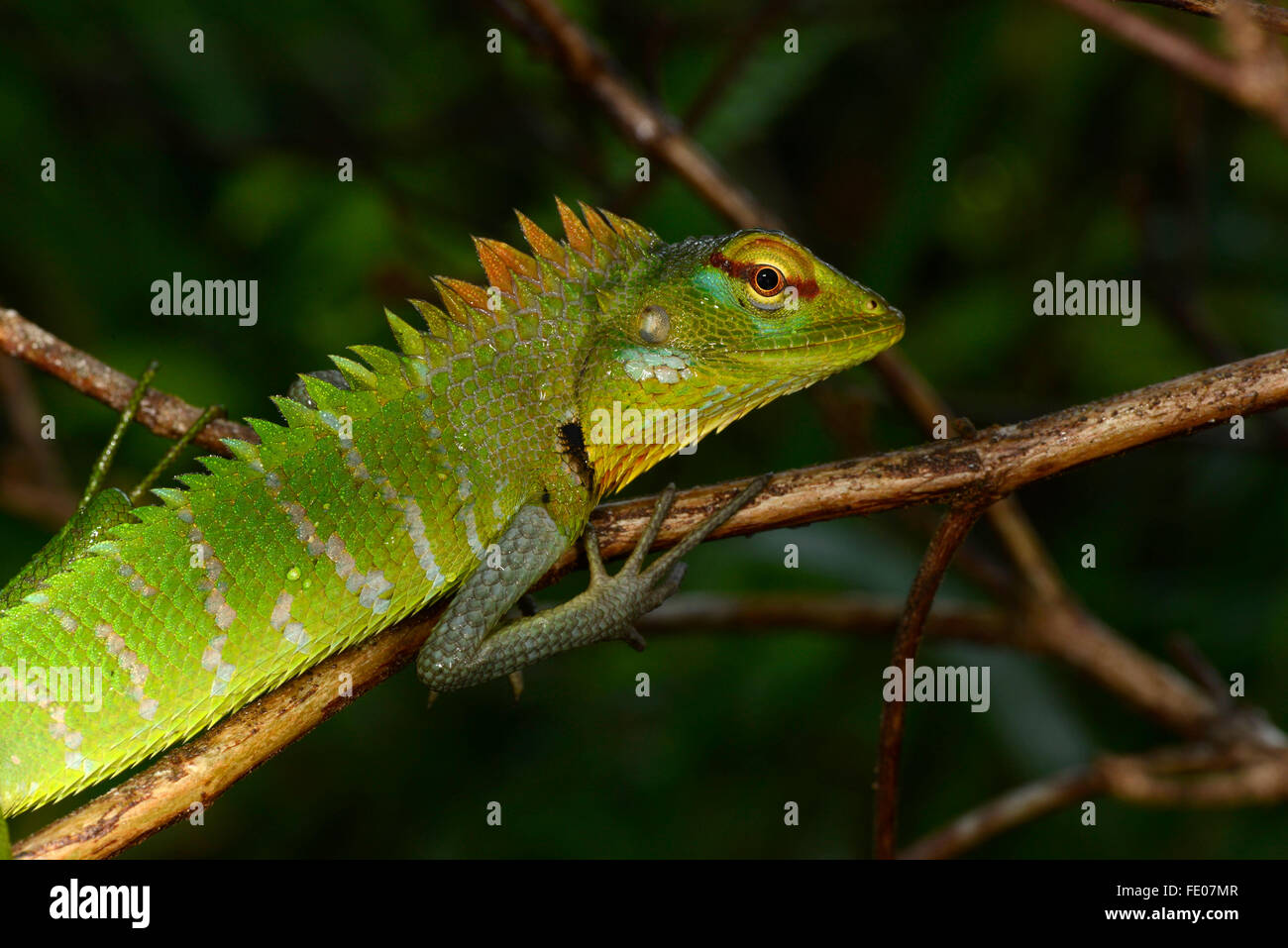 Green Garden Lizard (Calotes calotes) portrait of female, Sinharaja ...