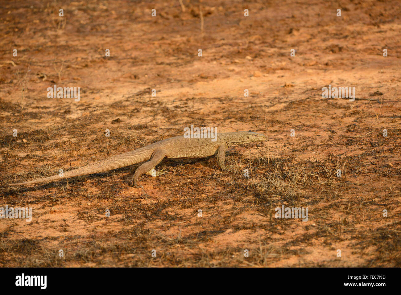 Common Indian or Bengal Monitor Lizard (Varanus bengalensis) Yala ...
