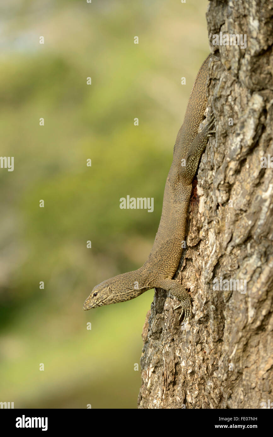 Common Indian or Bengal Monitor Lizard (Varanus bengalensis) resting on ...