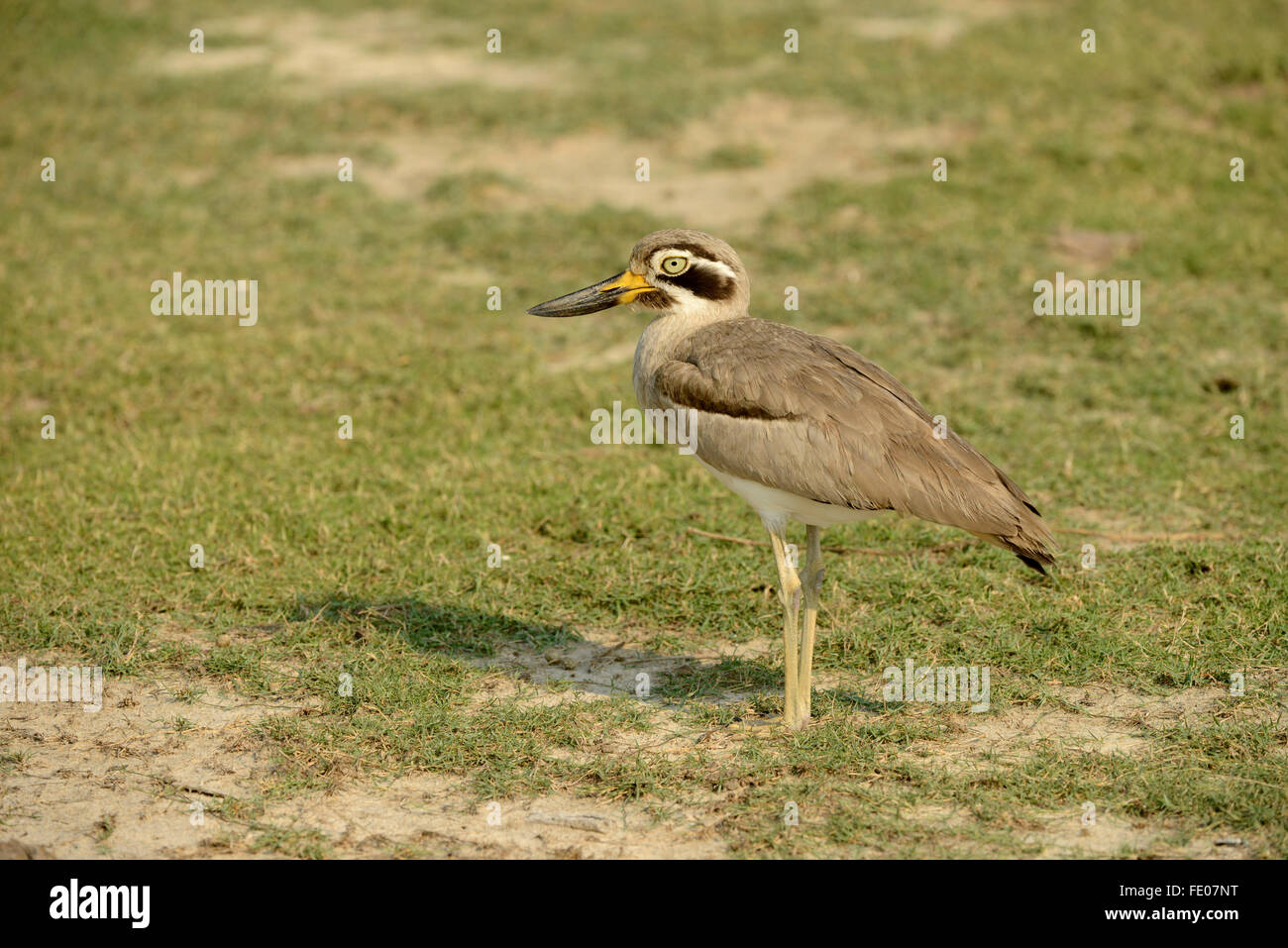 Great Stone-curlew (Esacus recurvirostris) standing on grassy ground ...