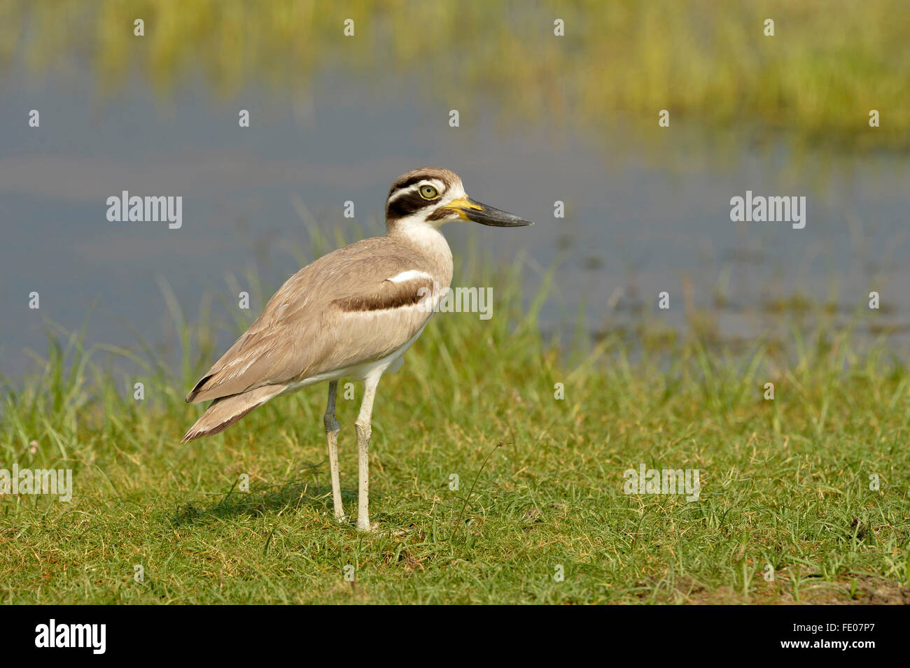 The Great Stone Curlew High Resolution Stock Photography and Images - Alamy
