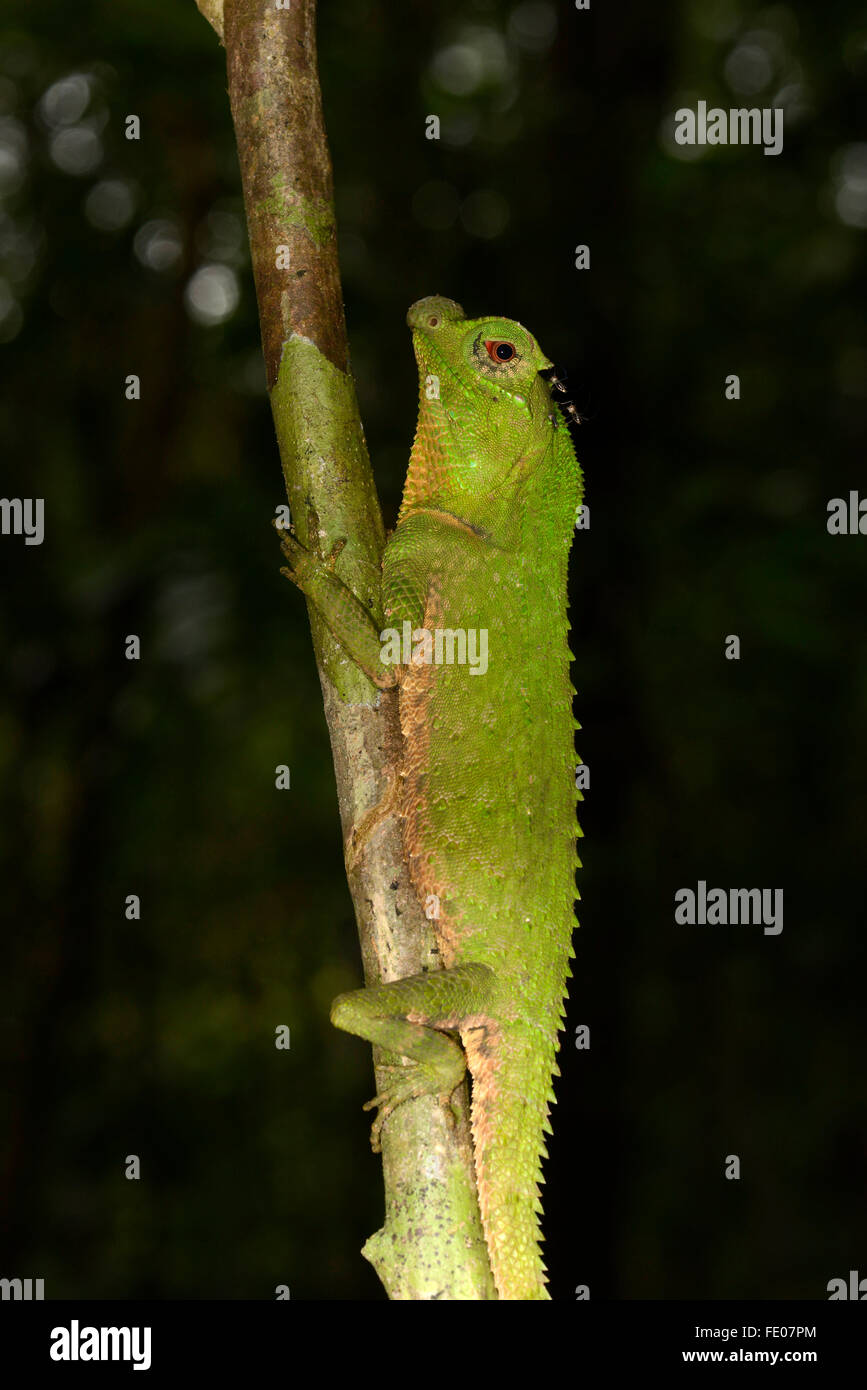 Hump Snout or Hump-nosed Lizard (Lyriocephalus scutatus) climbing up ...