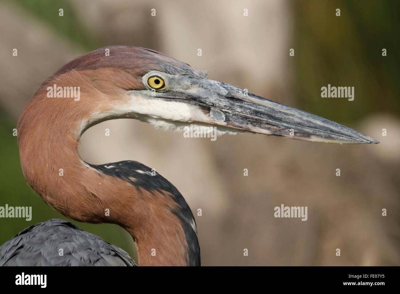 Goliath Heron wild big Bird head Closeup eye and bill isolated in color ...