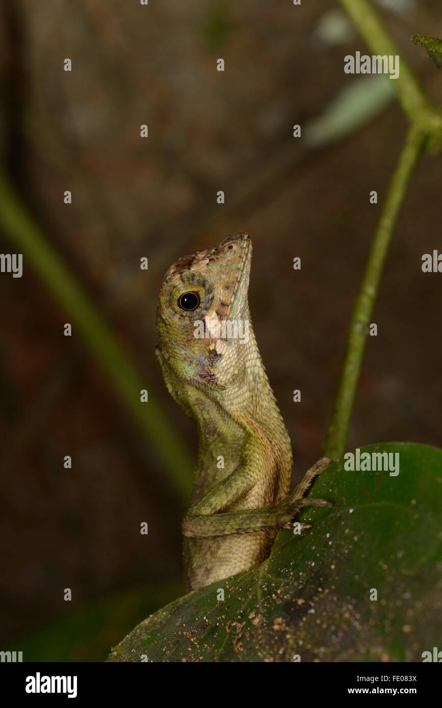Sri Lankan Kangaroo Lizard (Otocryptis weigmanni) portrait, Sinharaja ...