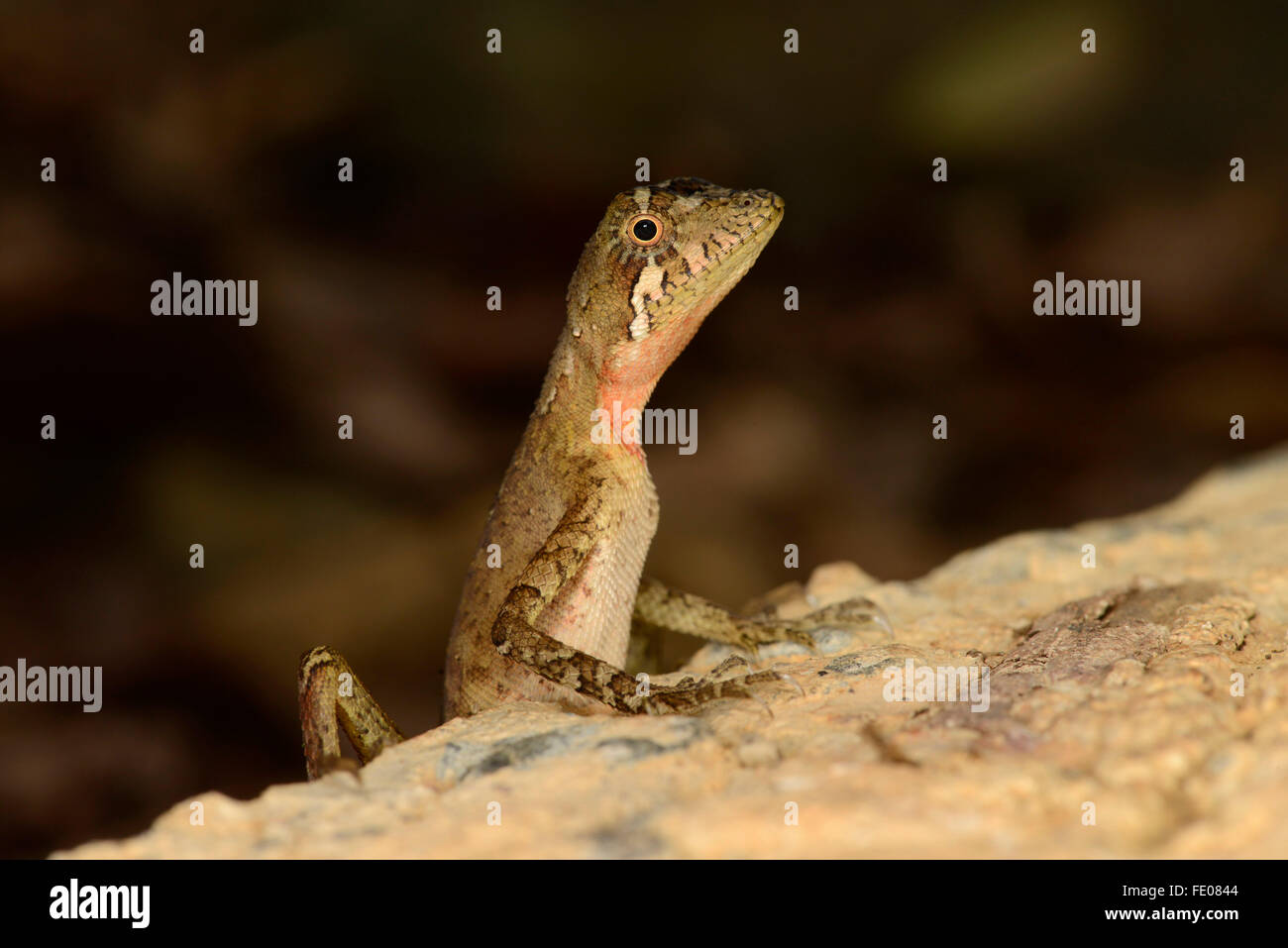 Sri Lankan Kangaroo Lizard (Otocryptis weigmanni) sitting on rock ...