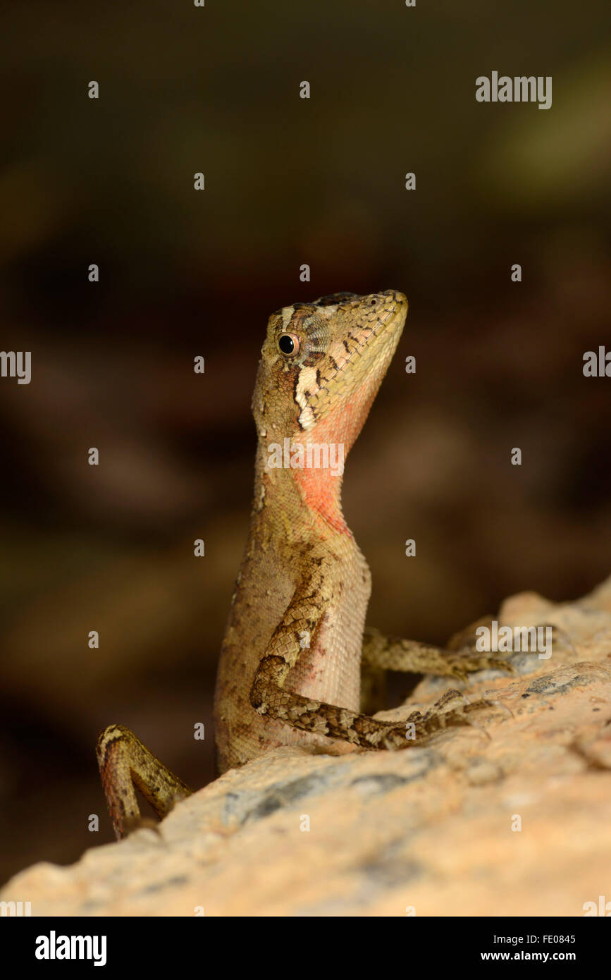 Sri Lankan Kangaroo Lizard (Otocryptis weigmanni) sitting on rock ...