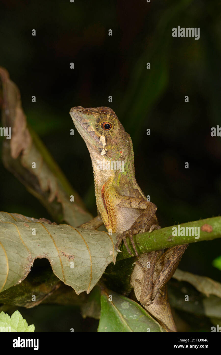Sri Lankan Kangaroo Lizard (Otocryptis weigmanni) clinging to ...
