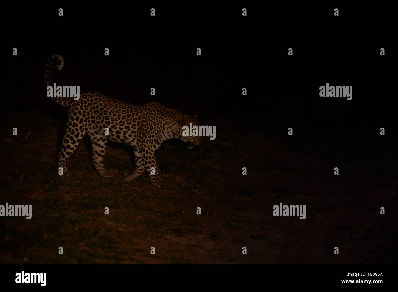 Leopard tail hi-res stock photography and images - Alamy