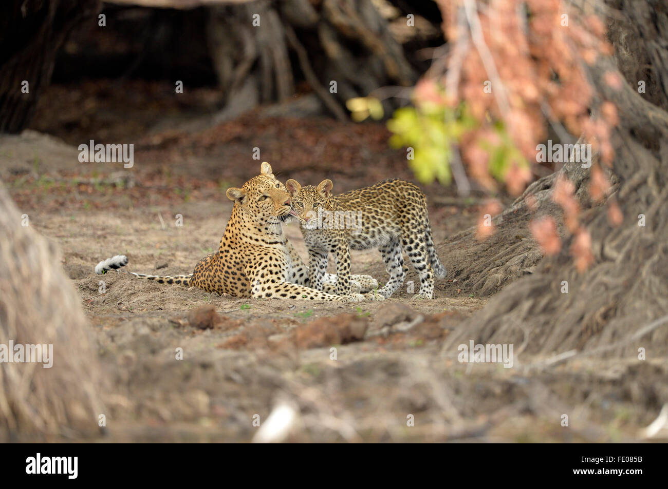 African leopard cub hi-res stock photography and images - Alamy