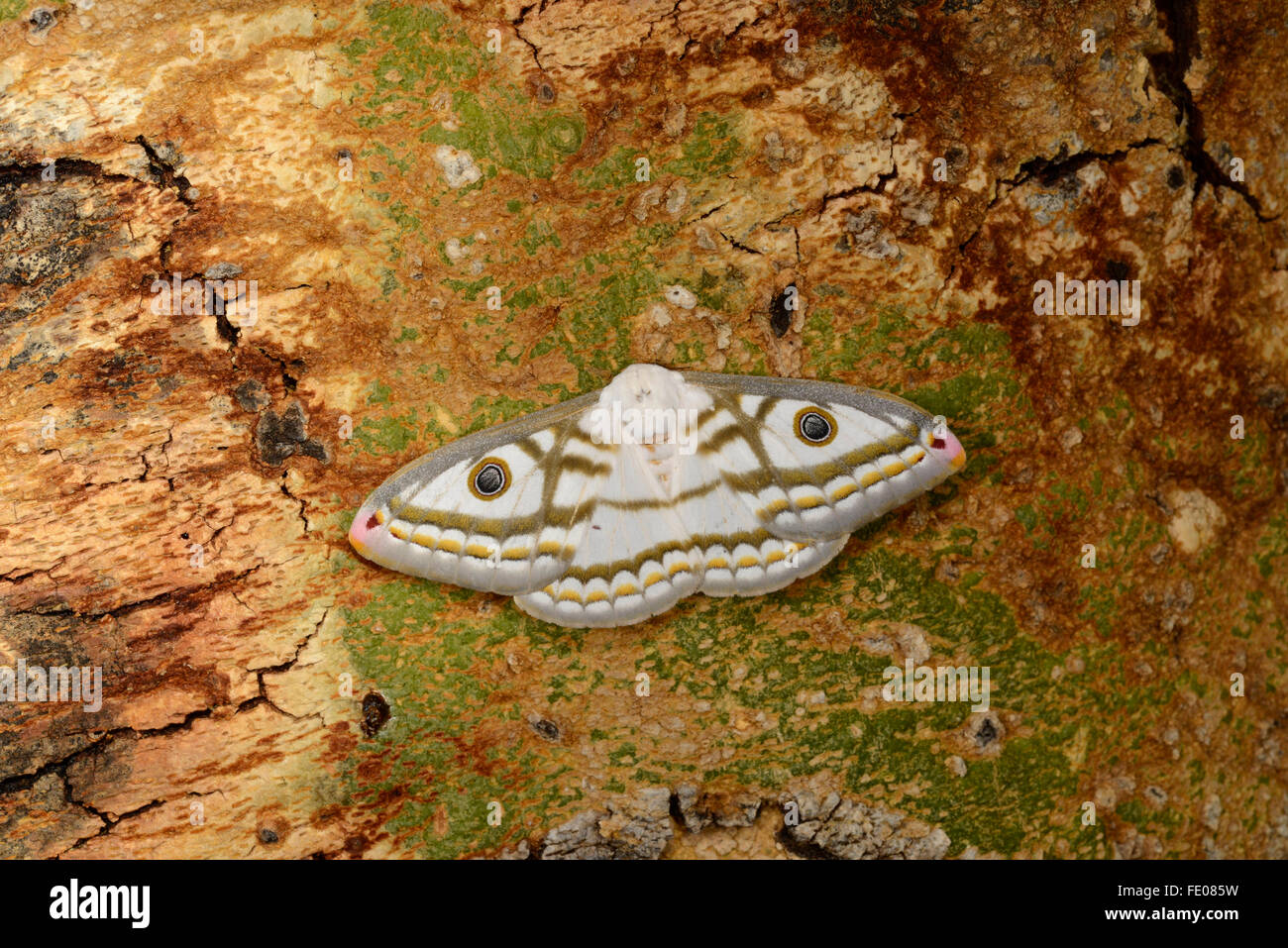 Marbled Emperor Moth (Heniocha dyops) adult female at rest on tree ...