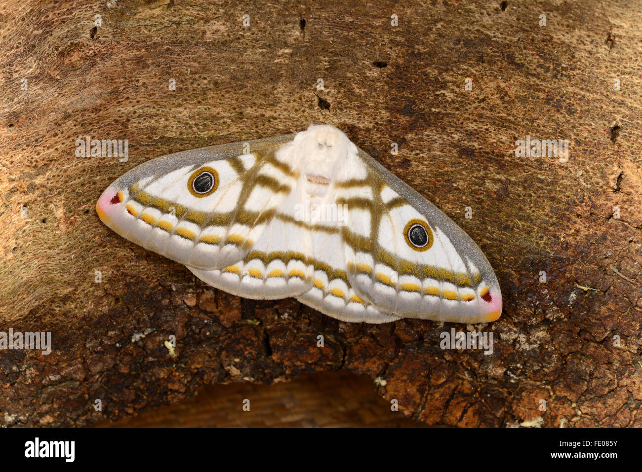 Marbled Emperor Moth (Heniocha dyops) adult female at rest on tree ...