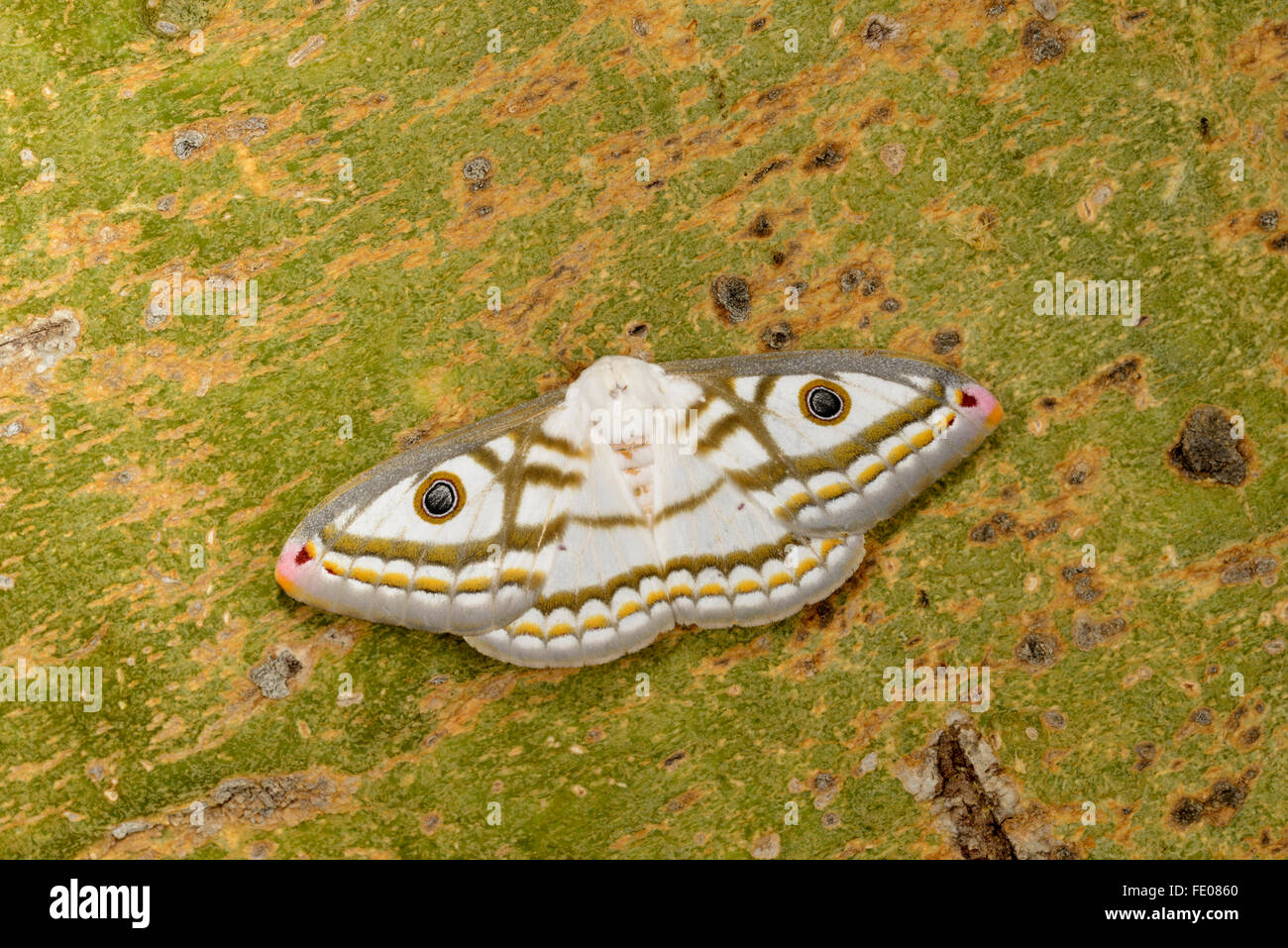 Marbled Emperor Moth (Heniocha dyops) adult female at rest on tree ...
