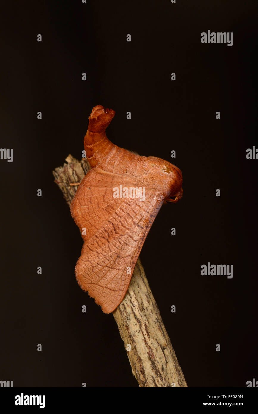 Silk moth hi-res stock photography and images - Alamy