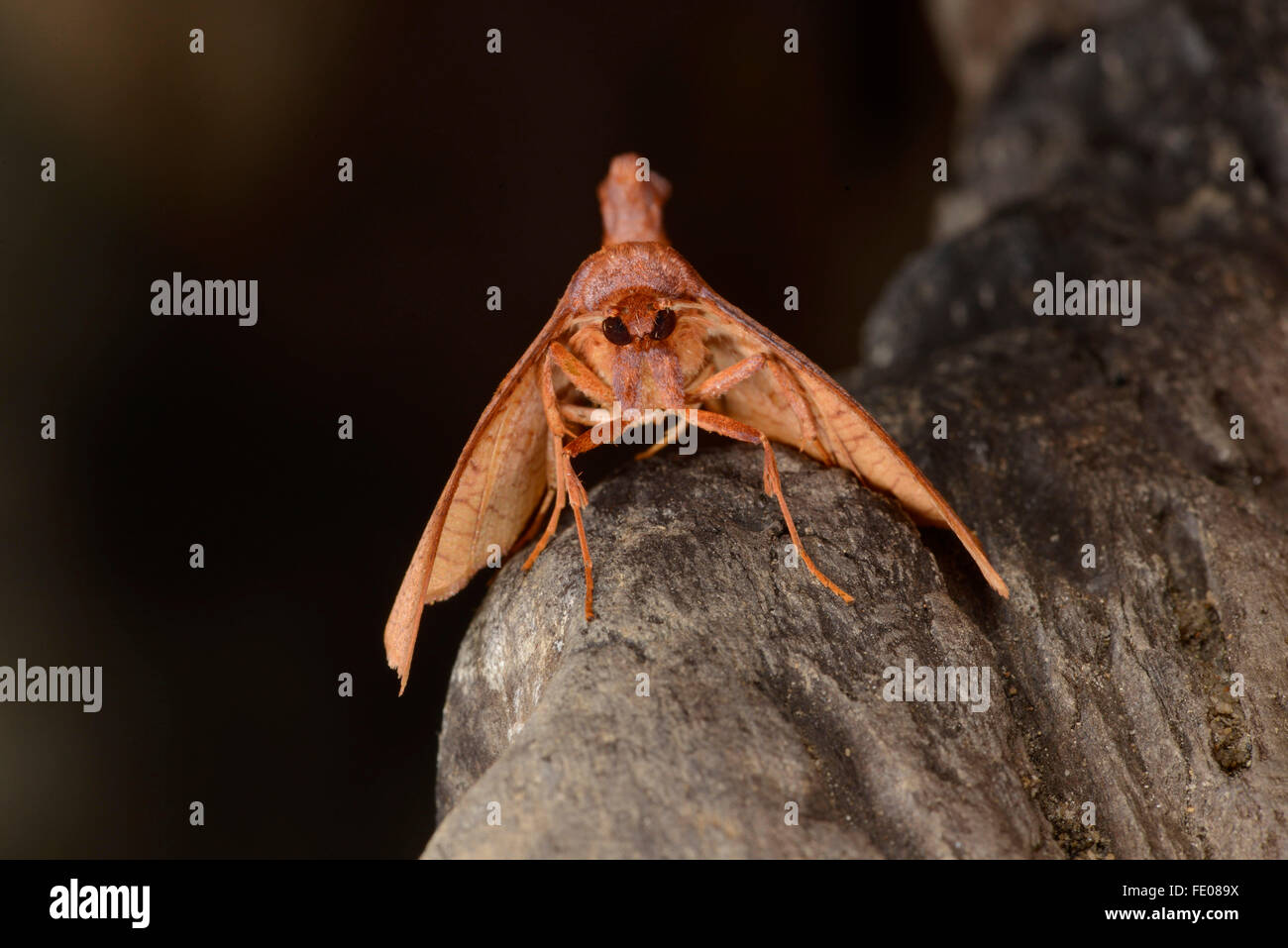 Silk moth hi-res stock photography and images - Alamy