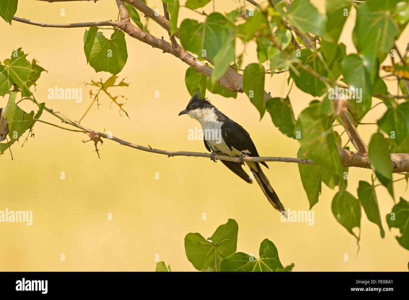 Pied cuckoo clamator jacobinus hi-res stock photography and images - Alamy