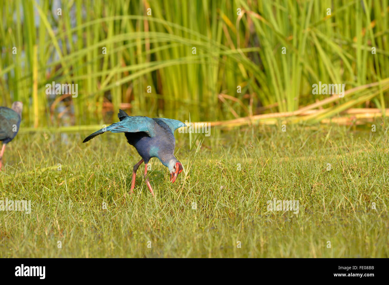 Purple Swamp Hen (Porphyrio poliocephalus) walking on grassy ground ...