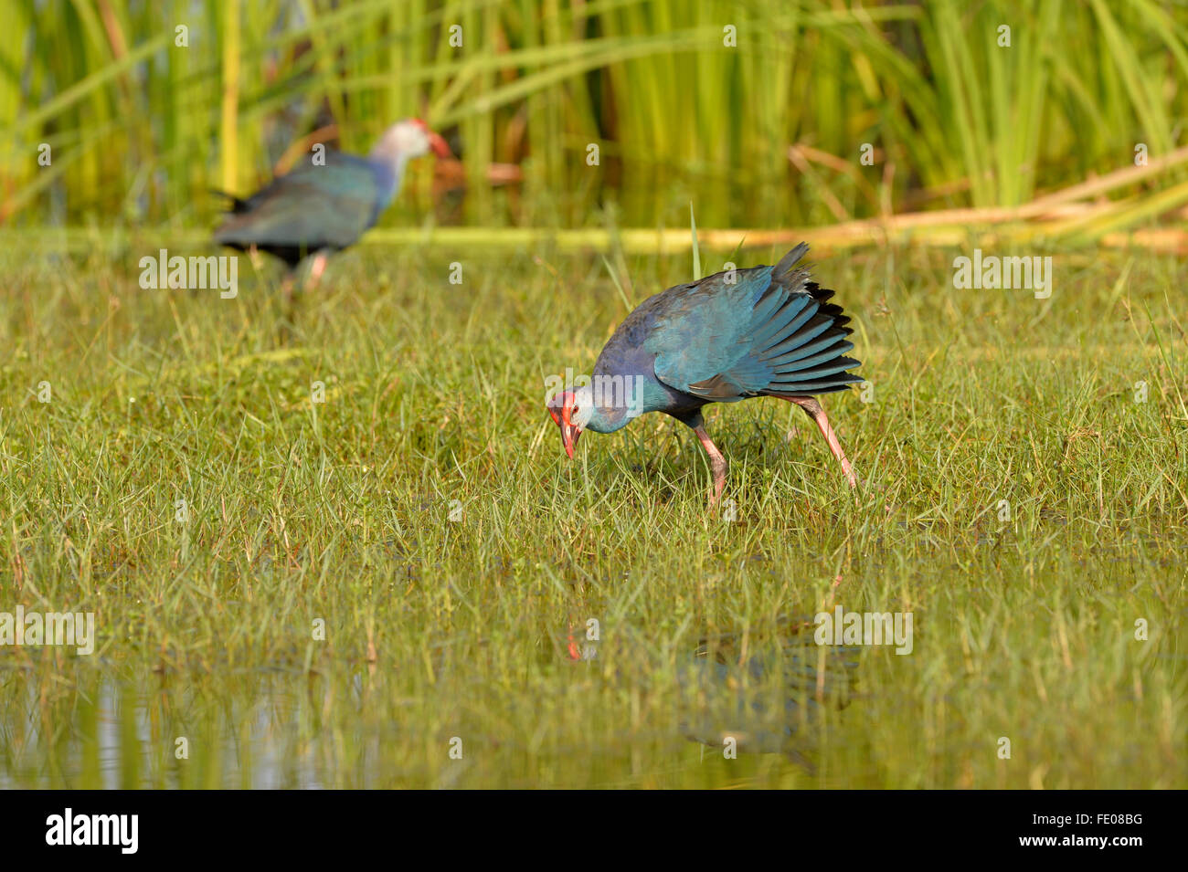 Swamp hen pair hi-res stock photography and images - Alamy