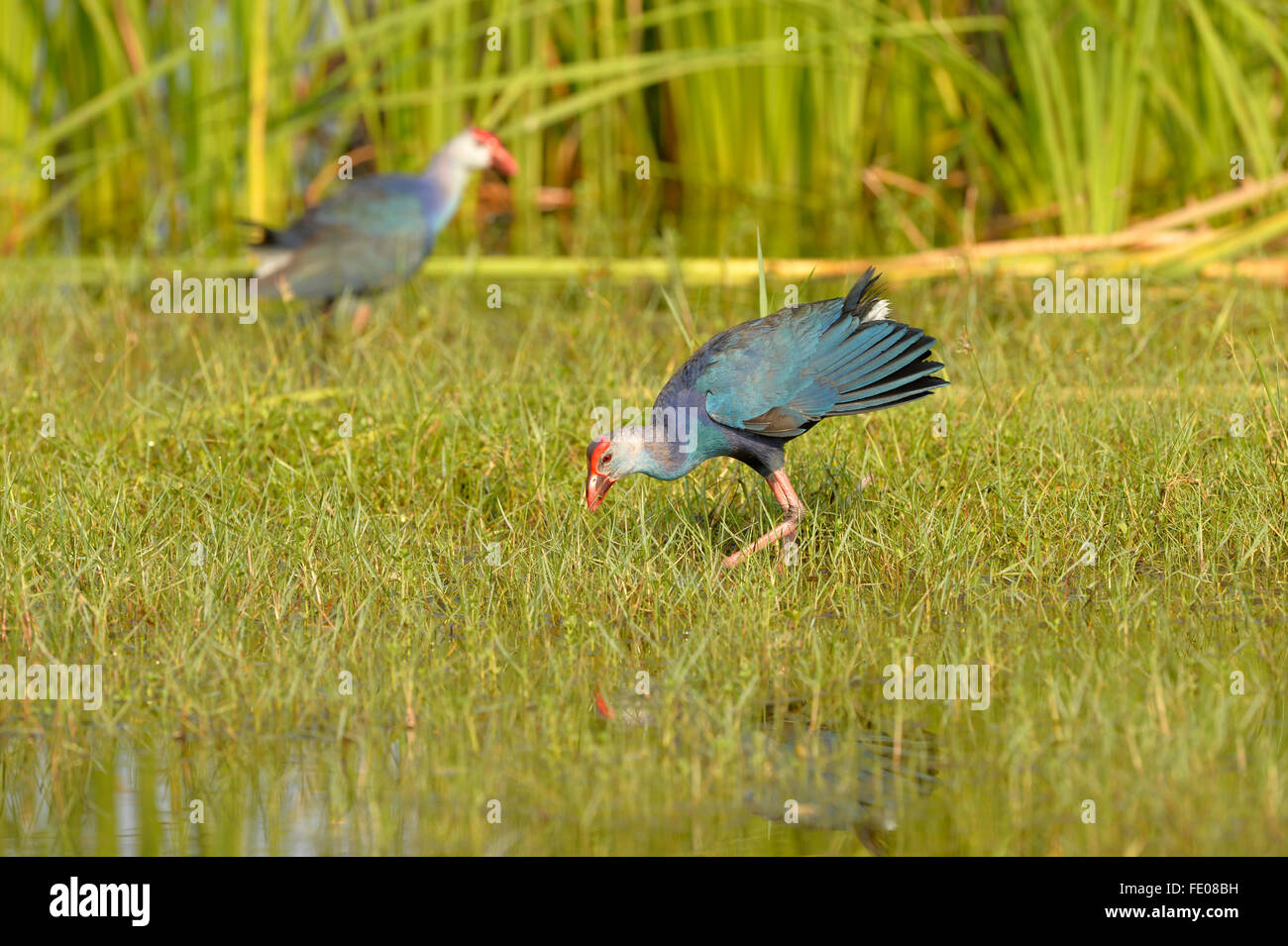 Purple Swamp Hen (Porphyrio poliocephalus) pair walking on grassy ...