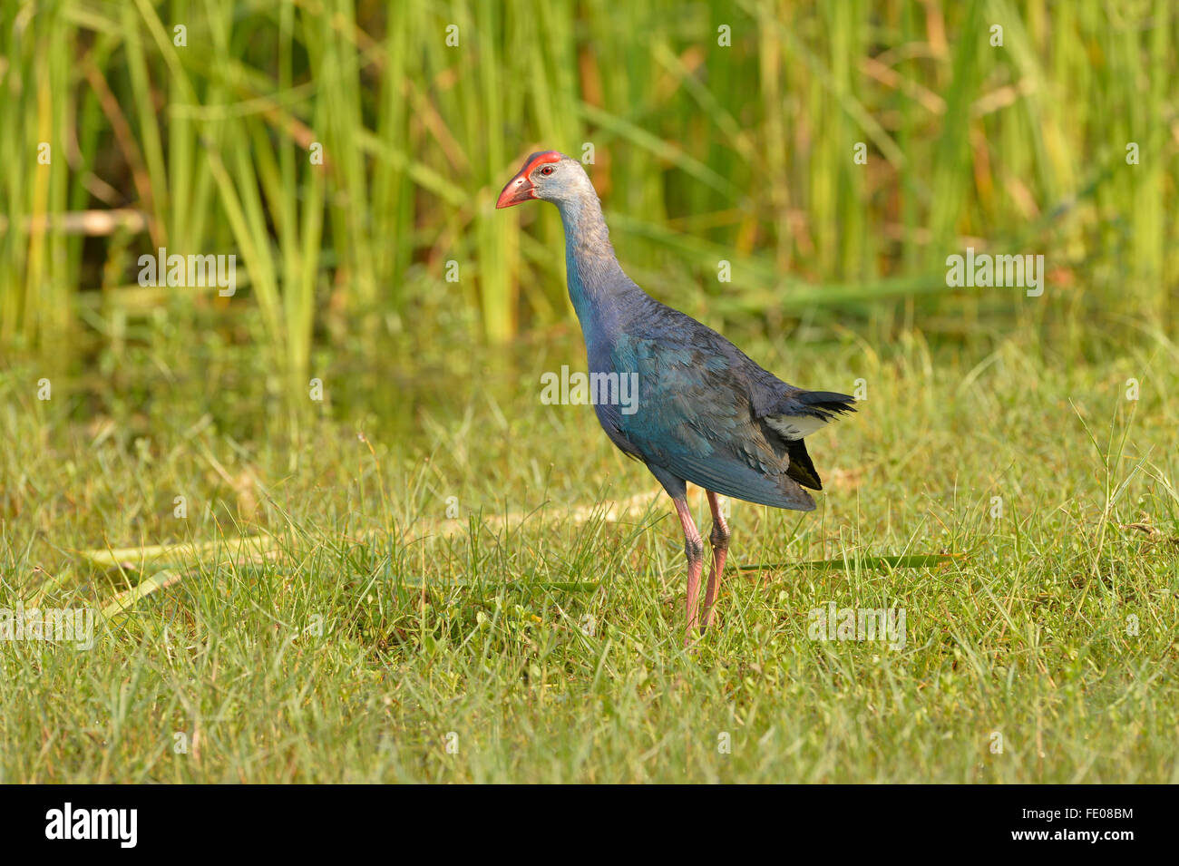 Purple Swamp Hen (Porphyrio poliocephalus) walking on grassy ground ...