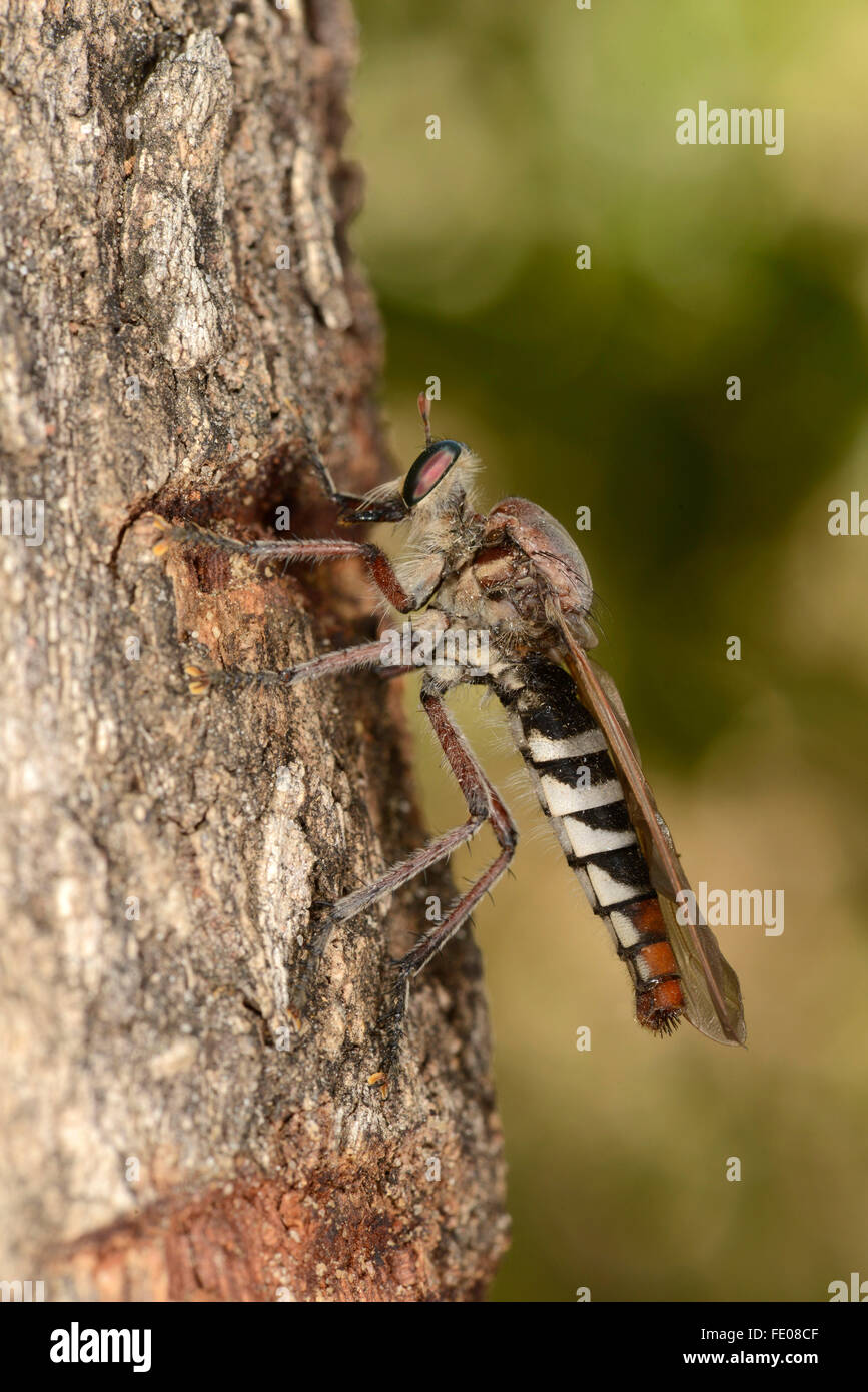 Asilidae insect hi-res stock photography and images - Alamy