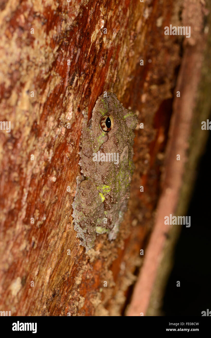 Frog amphibian sri lanka hi-res stock photography and images - Alamy