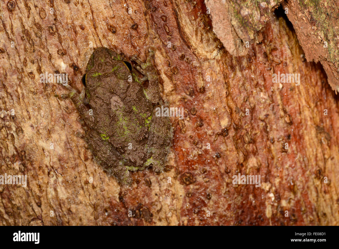 Tubercle Shrub Frog (Philautus cavirostris) resting on tree trunk ...